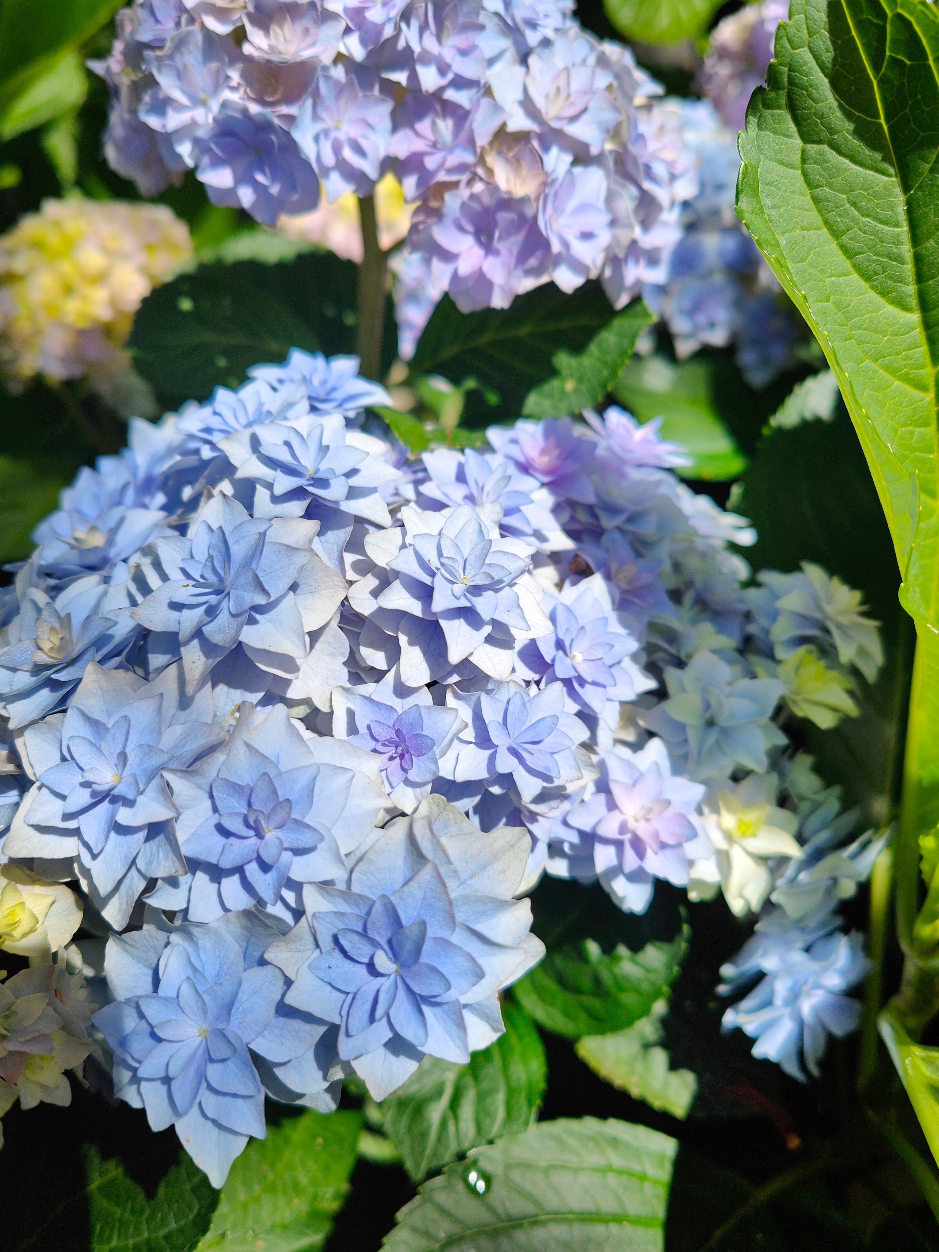Hydrangea Galaxy – Summer Garden